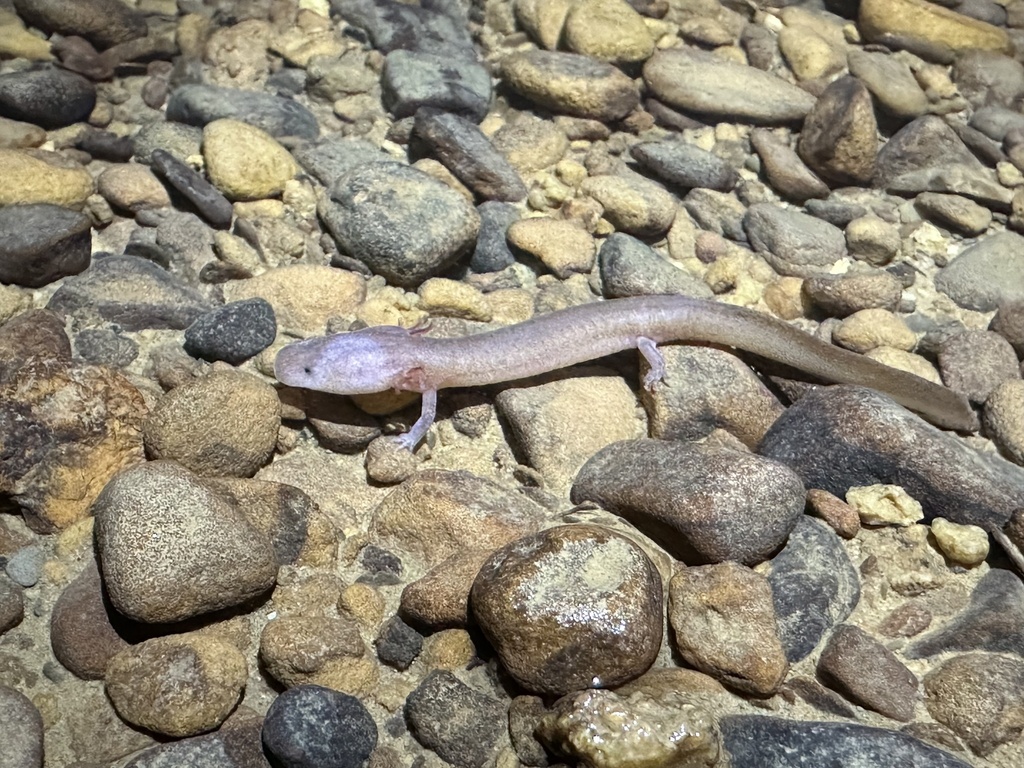 Tennessee Cave Salamander in March 2024 by Bjorn V. Peterson · iNaturalist