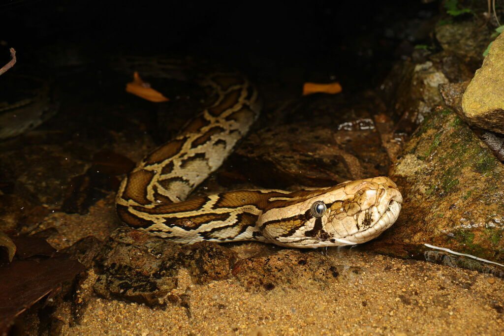Burmese Python in February 2024 by Jorge Abad · iNaturalist