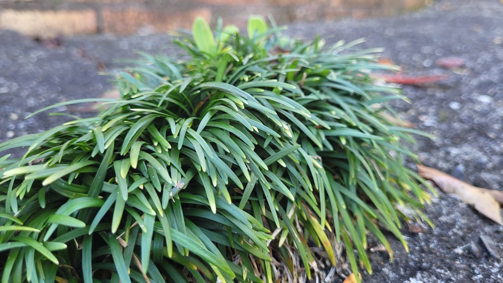 Dwarf Lily-turf from Beerescourt, Hamilton, New Zealand on March 31 ...
