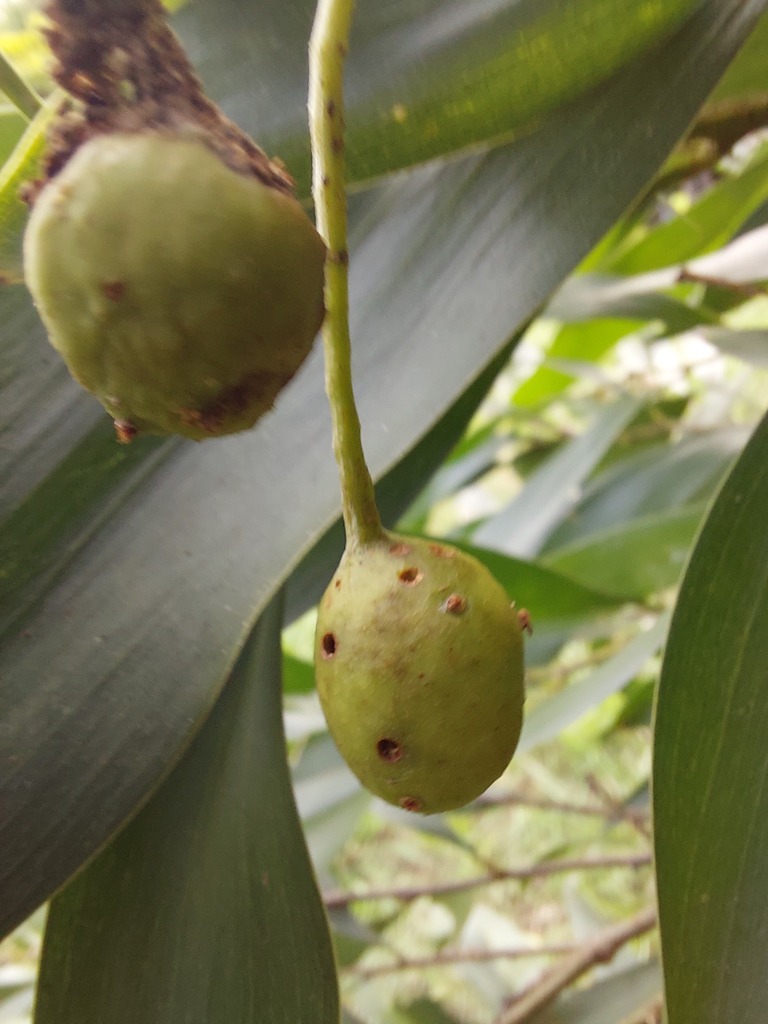 Apiomorpha from Brisbane QLD, Australia on March 31, 2024 at 03:53 PM ...