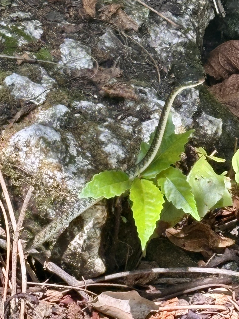 Palau Tree Snake from Palau, PW on March 31, 2024 at 11:34 AM by ...