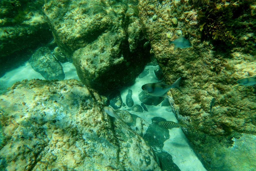Sea Sweep from Carrickalinga Cliffs Green Sanctuary Zone on March 30 ...