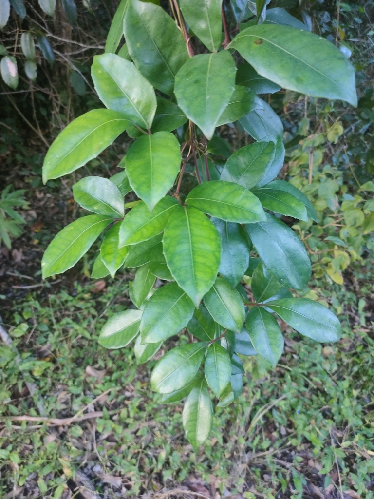 Native Grape from Magnolia QLD 4650, Australia on March 31, 2024 at 04: ...