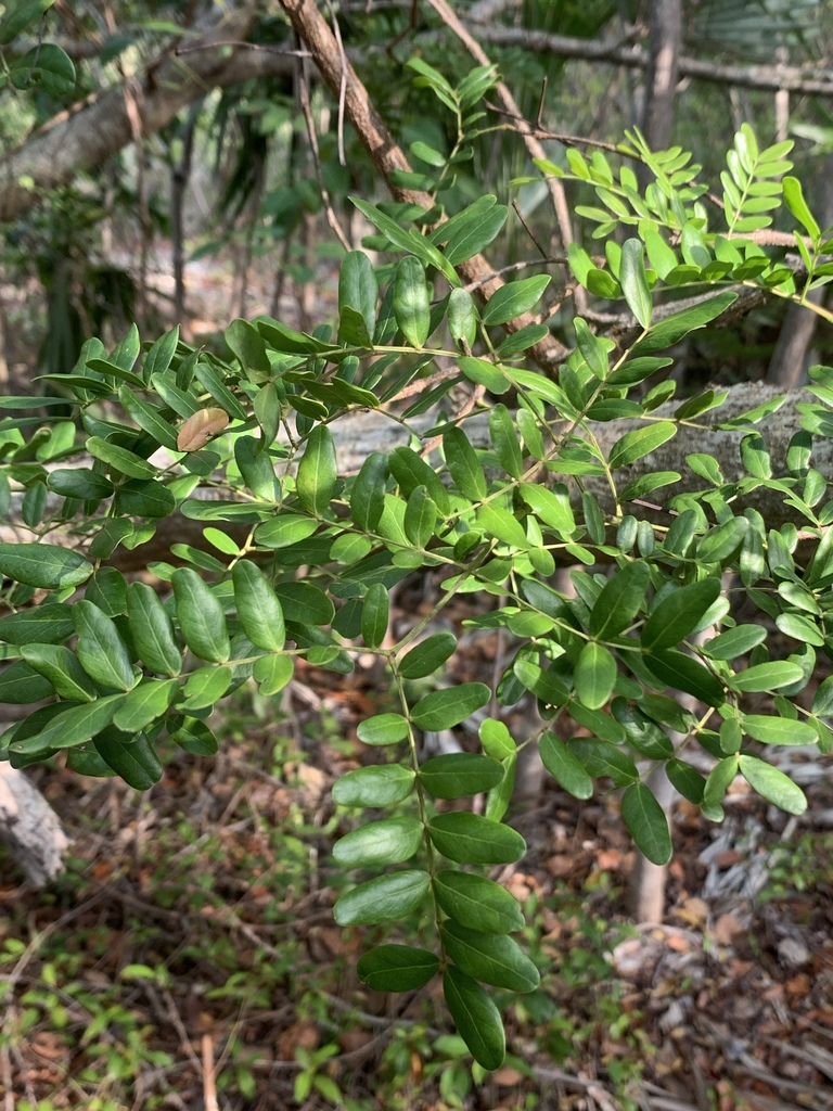 dicots from Key Largo, Key Largo, FL, US on April 27, 2019 at 09:30 AM ...