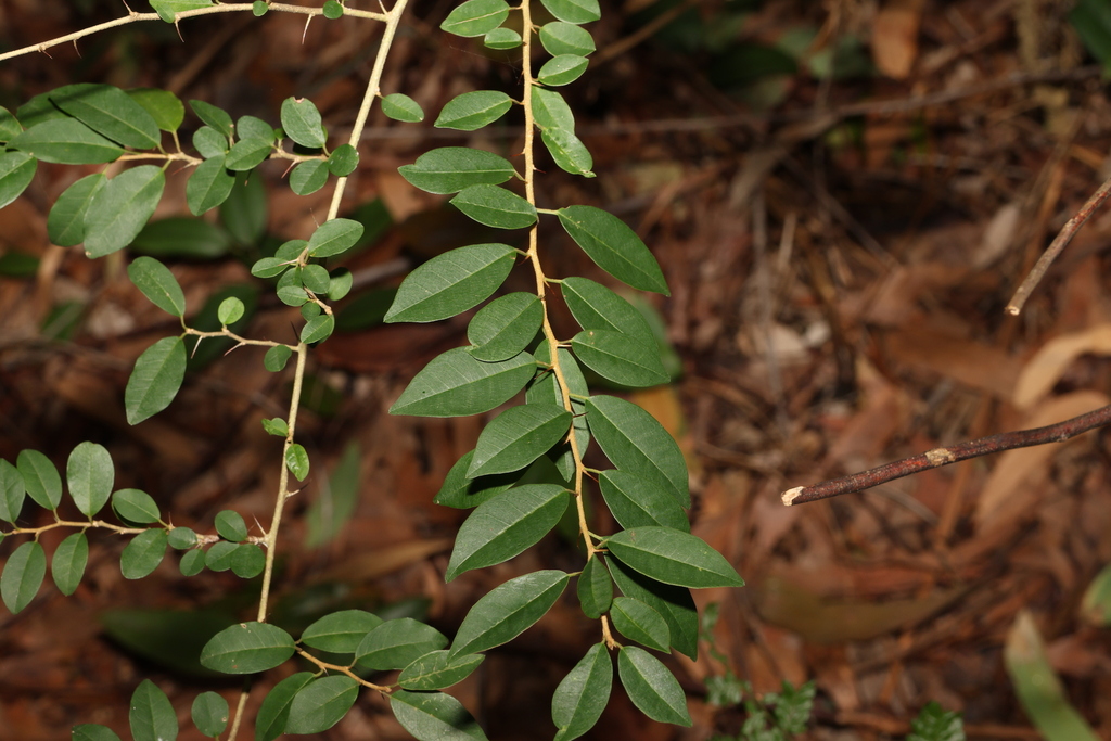 Cockspur Thorn from Sunshine Coast QLD, Australia on March 30, 2024 at ...