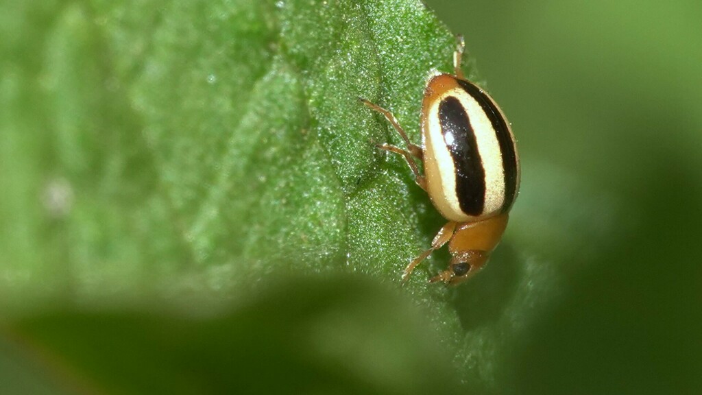Three-striped Lady Beetle from Dongri, Mira-Bhayandar on March 29, 2024 ...