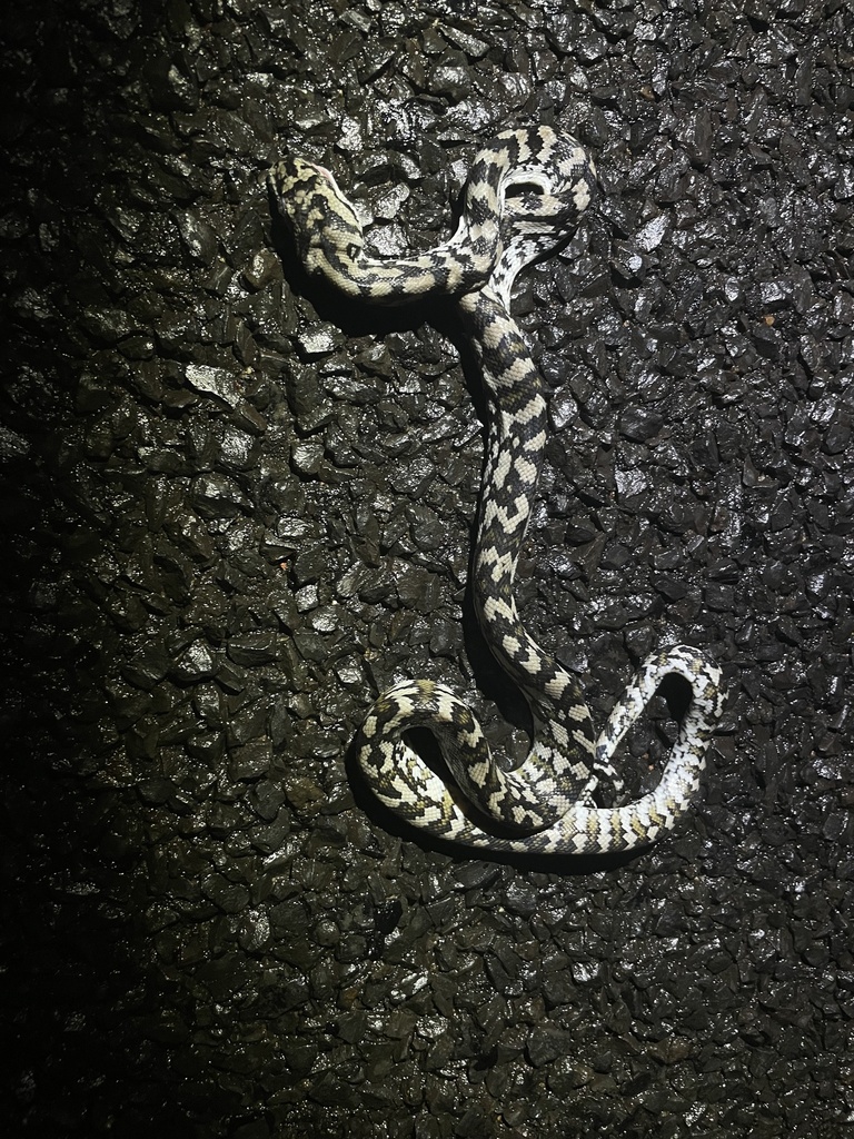 Jungle Carpet Python from Mulligan Highway, Cooktown, QLD, AU on March ...