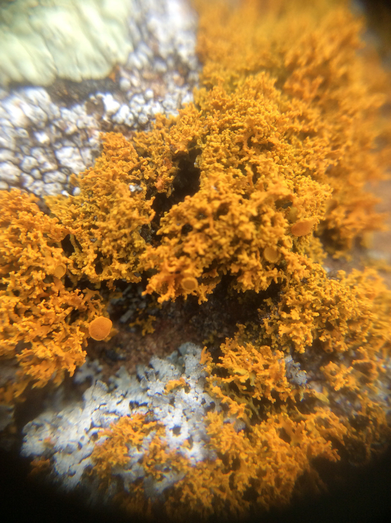 Shrubby Sunburst Lichen (Lichens of Montana) · iNaturalist
