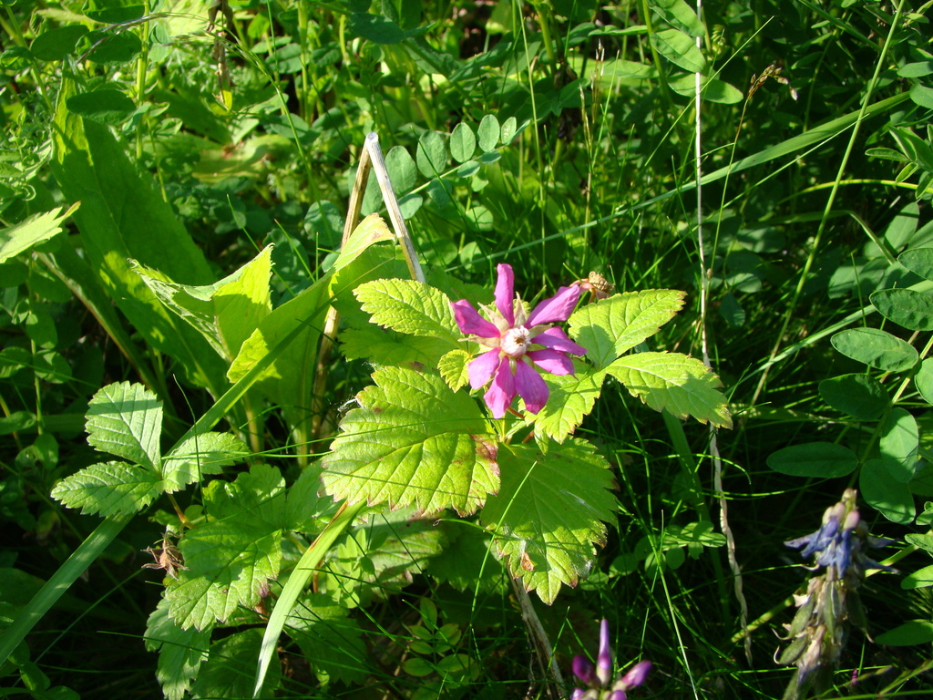 Arctic raspberry from Инари, Финляндия on July 22, 2009 at 07:50 PM by ...