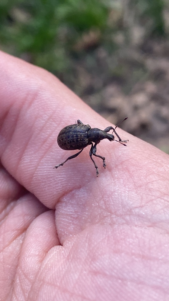 chequered weevil from Royal Holloway, Borough of Runnymede, England, GB ...