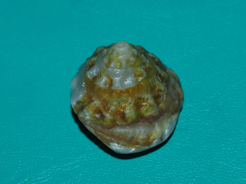 Common Tent Shell from Nambucca, AU-NS, AU on March 31, 2024 at 06:25 ...