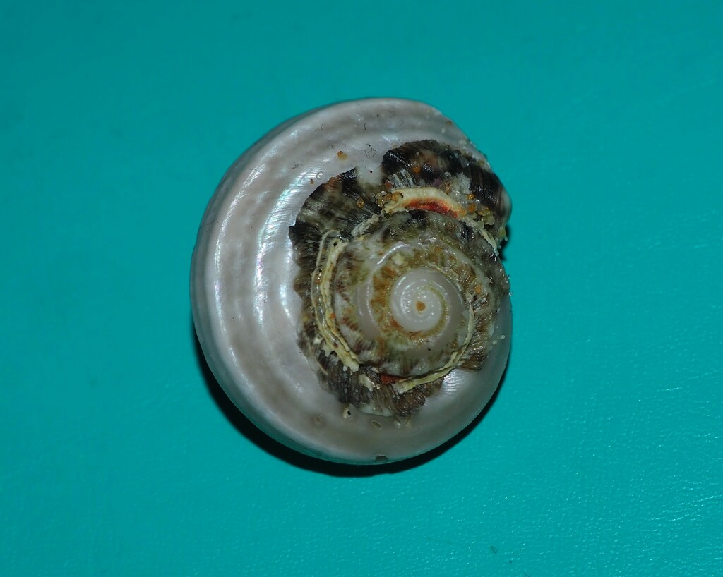 Rough turban shell from Nambucca, AU-NS, AU on March 31, 2024 at 06:21 ...