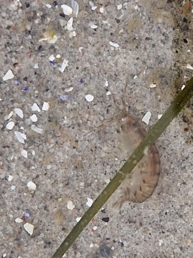 Gammaridae from FH2F+XX, 18375 Prerow, Deutschland on March 31, 2024 at ...