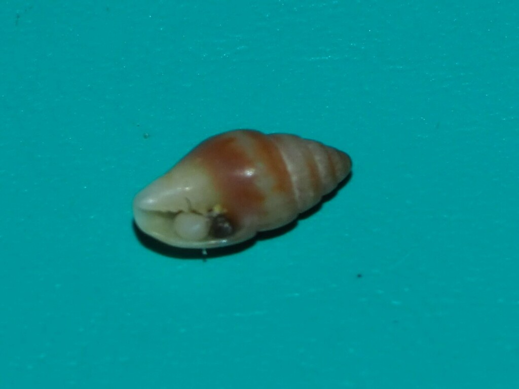 Austromitra volucra from Nambucca, AU-NS, AU on March 31, 2024 at 06:17 PM by Nathanael Green ...