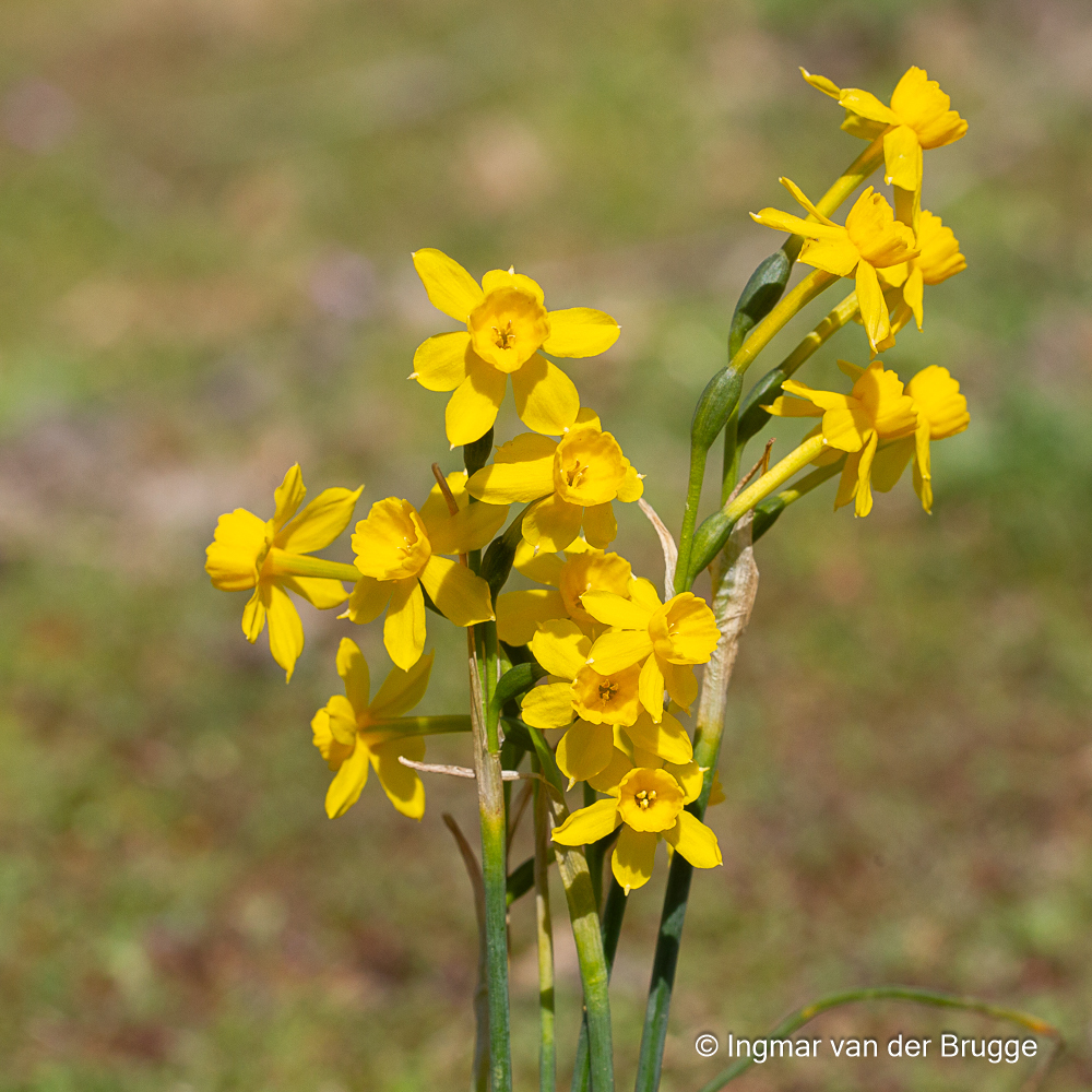 Jonquil in March 2024 by Ingmar van der Brugge · iNaturalist