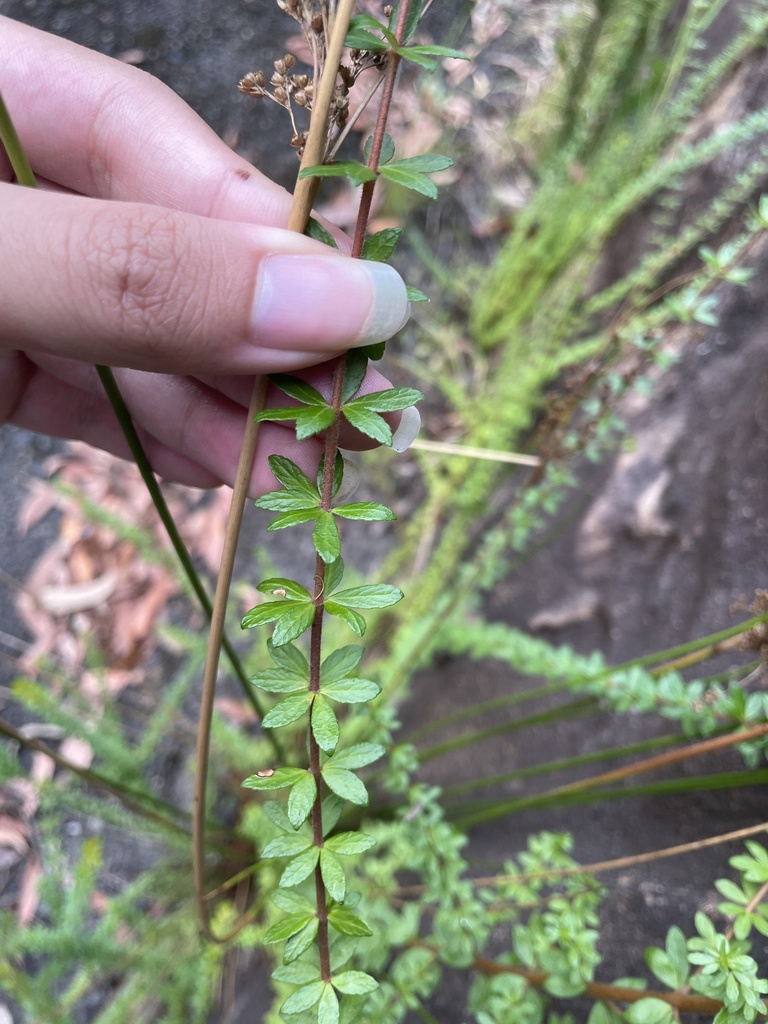 Bauera in March 2024 by Alex Pintsen JIN · iNaturalist