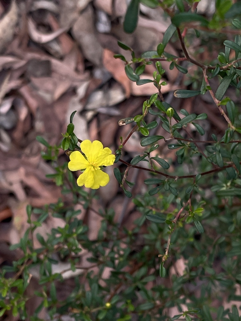 guinea-flowers in March 2024 by Alex Pintsen JIN · iNaturalist