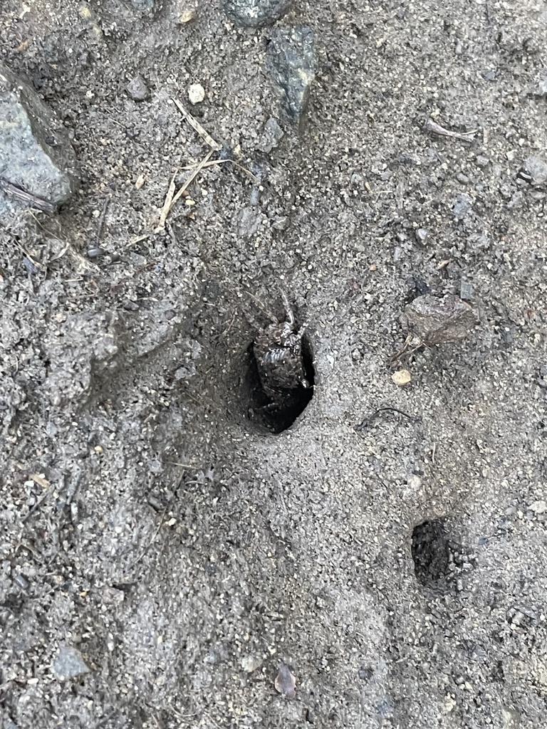 Parasesarma in March 2024 by Pintsen JIN · iNaturalist