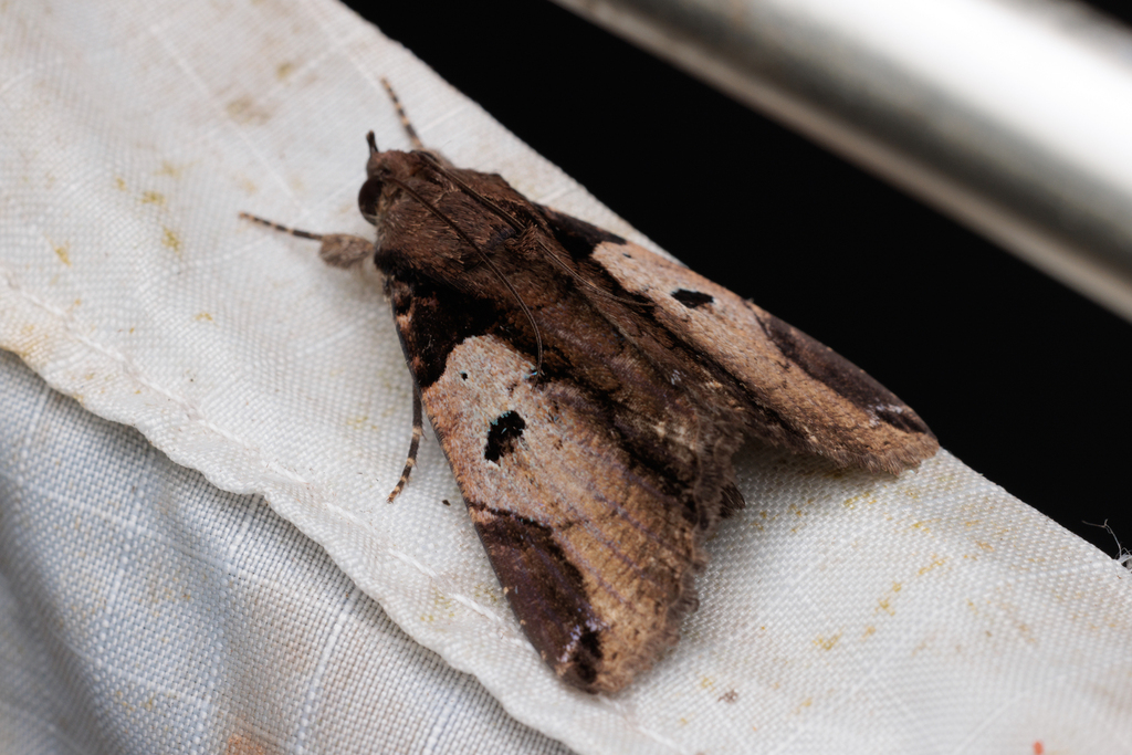 Ercheia cyllaria from Jalan Girdle, Bukit Fraser, 49000 Bukit Fraser ...