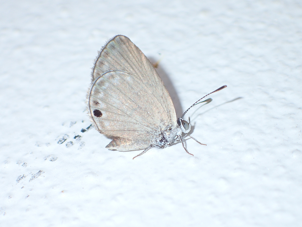 Black-spotted Grass-blue from Proserpine QLD 4800, Australia on March ...