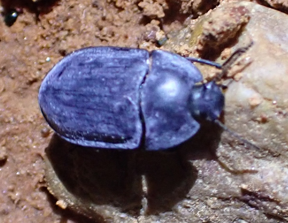 Heleina from Tablelands NT 0862, Australia on March 29, 2024 at 06:29 ...