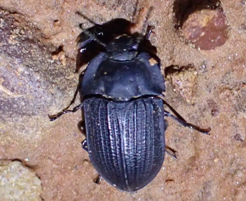Heleina from Tablelands NT 0862, Australia on March 29, 2024 at 06:29 ...