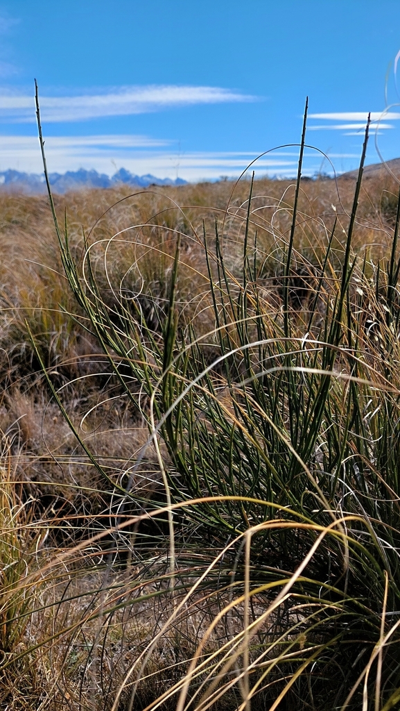 Scotch Broom from Ashburton Lakes 7771, New Zealand on March 29, 2024 ...