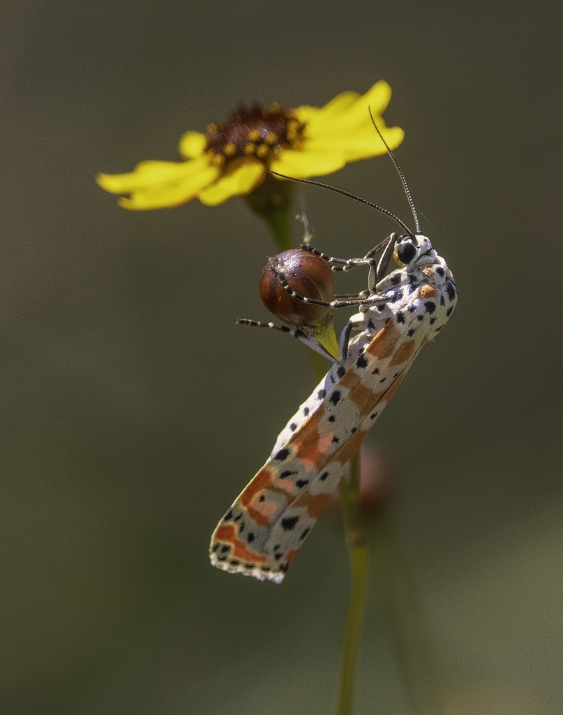 Ornate Bella Moth from John C. and Mariana Jones/Hungryland Wildlife ...
