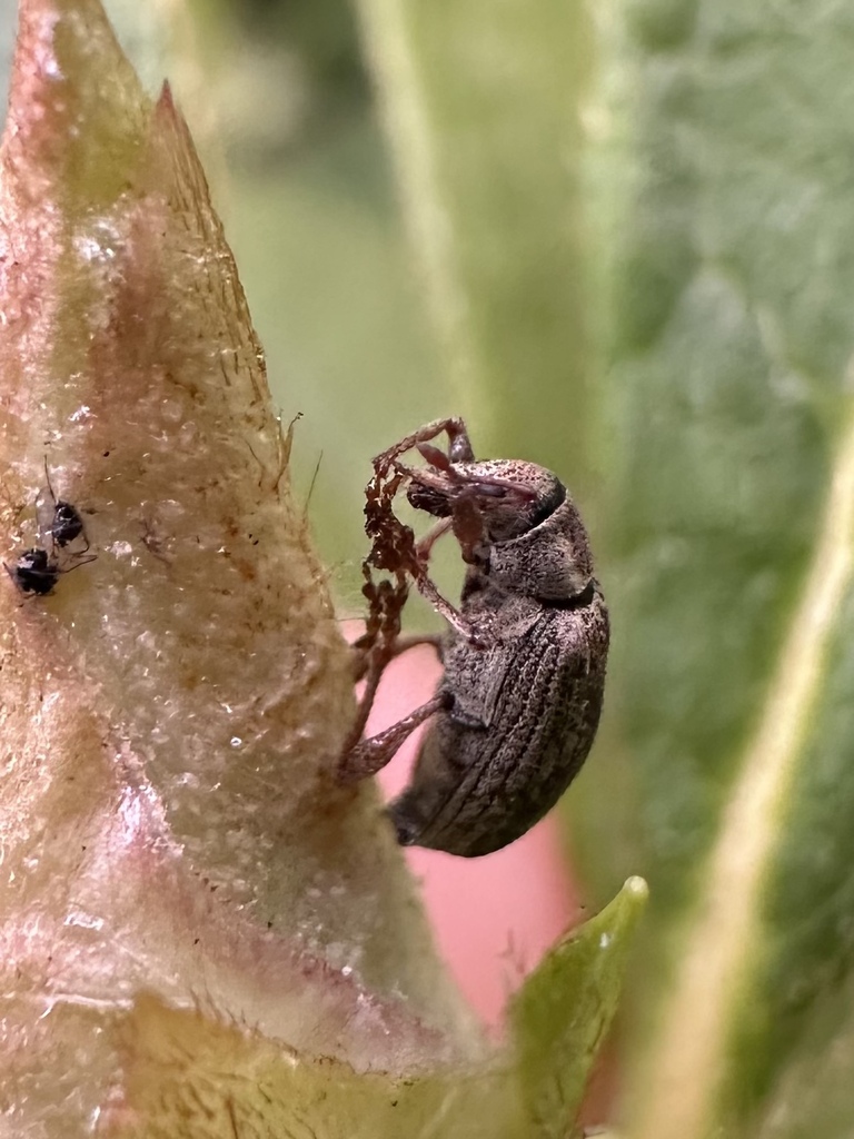 Asian Oak Weevil in April 2023 by かわう · iNaturalist