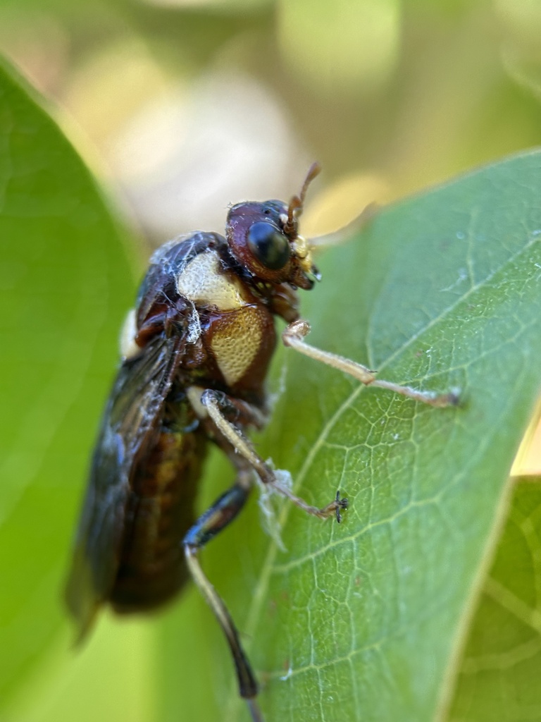 Perga schiodtei from Milton Pl, Lake Coogee, WA, AU on March 31, 2024 ...