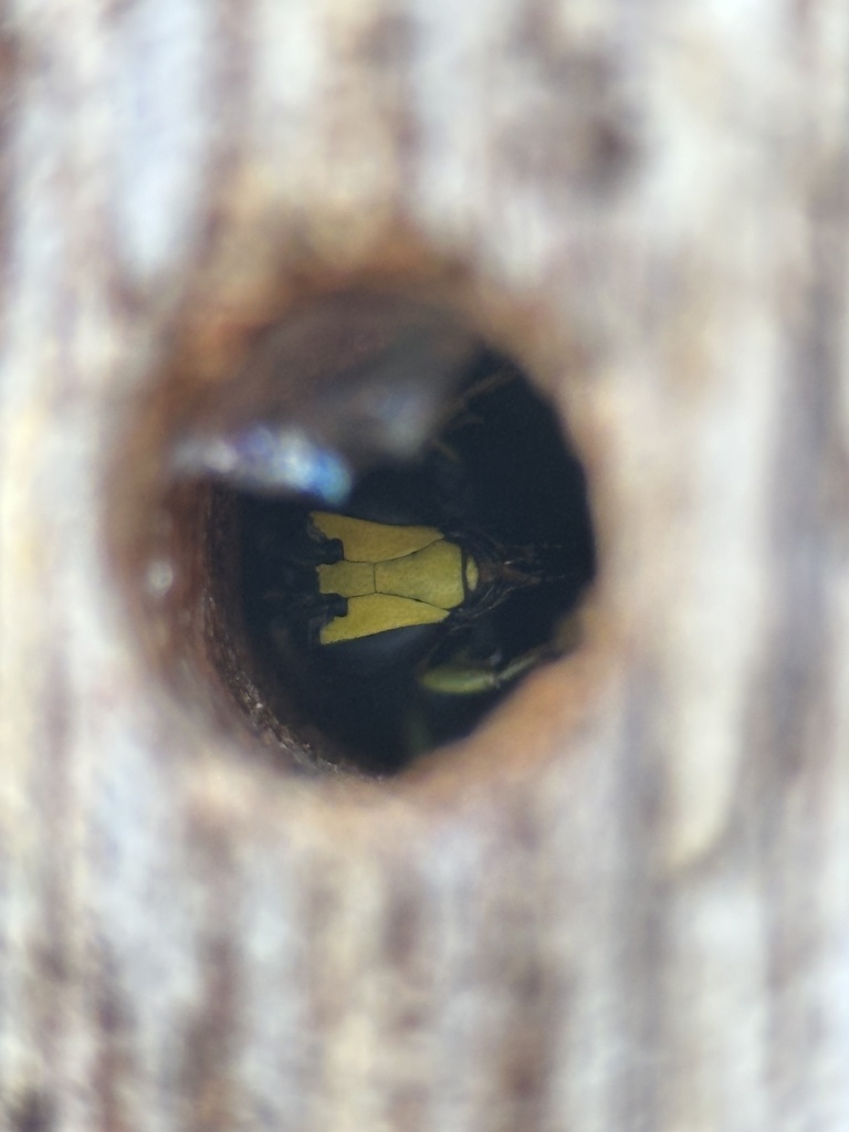 Masked Bees from Milton Pl, Lake Coogee, WA, AU on March 31, 2024 at 02 ...