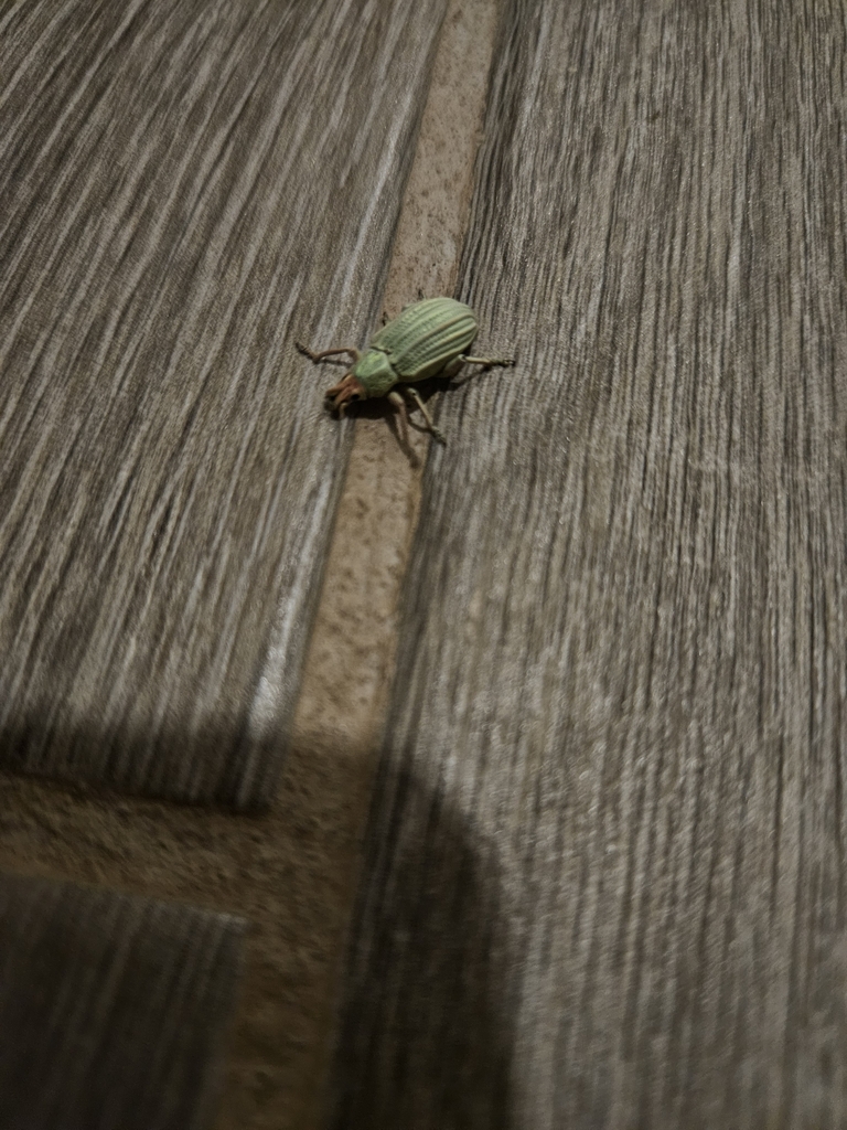 Golden-headed Weevil in March 2024 by houstontexan · iNaturalist