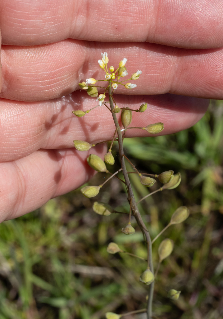 garlic penny-cress from Kettering, MD 20774, USA on March 30, 2024 at ...