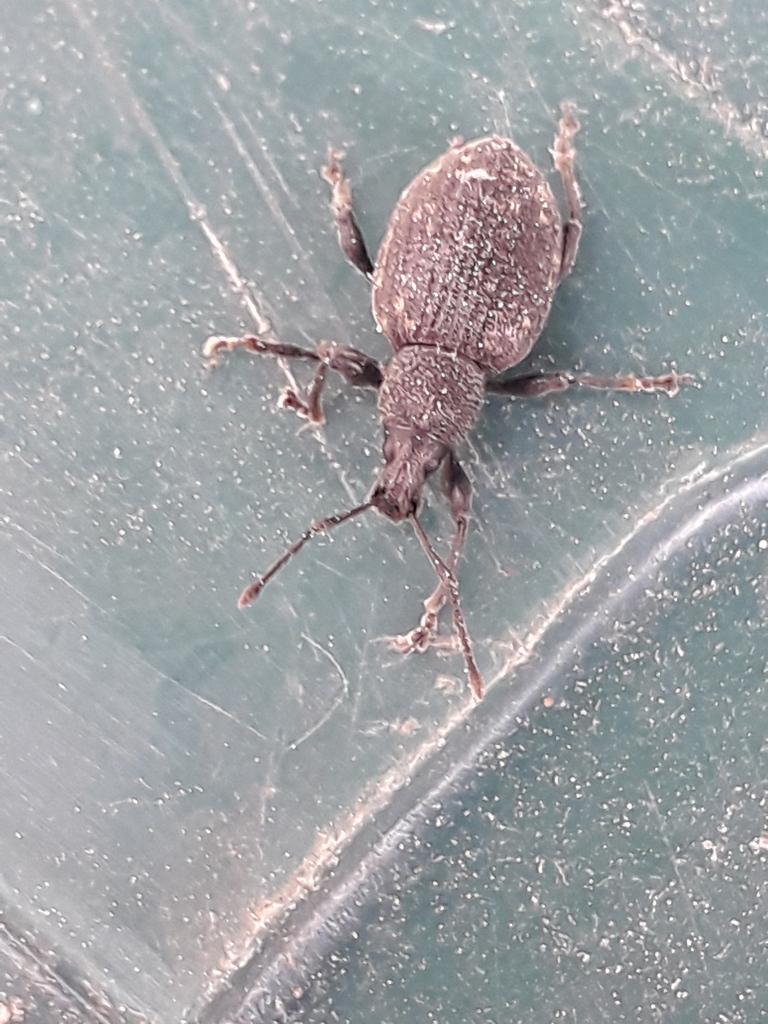 Black Vine Weevil from Chartres-de-Bretagne, France on May 17, 2022 at ...