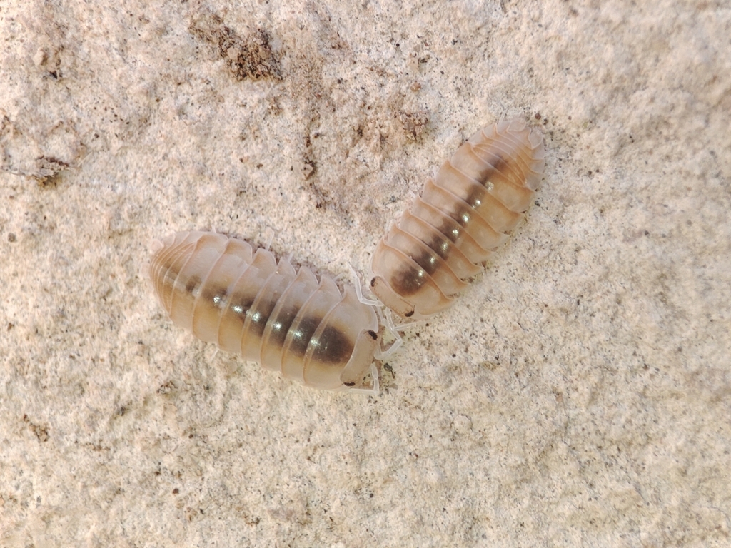 Periscyphis arabicus in March 2024 by Luis Silva · iNaturalist