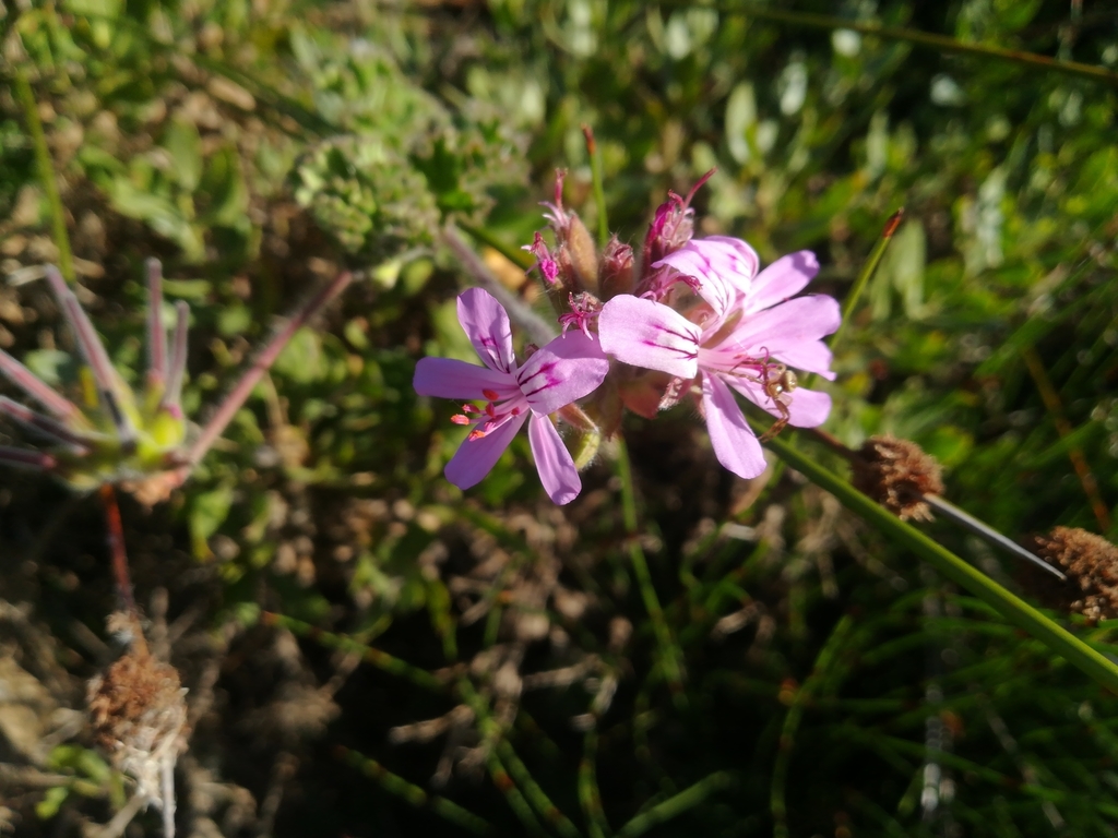 rose-scented geranium from 29 St Ambrose Cir, Lavender Hill, Cape Town ...