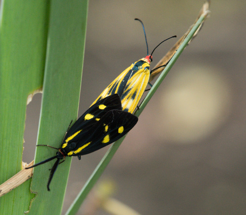 Soritia strandi · iNaturalist