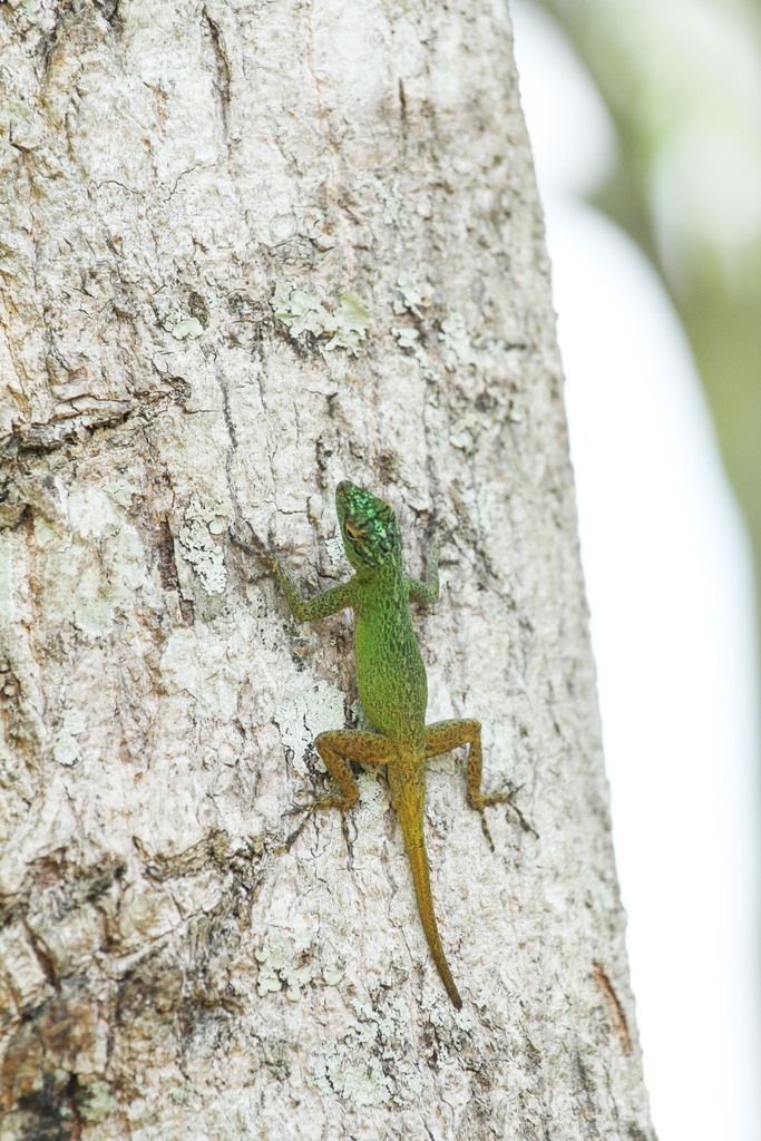 Bark Anole (Anolis distichus) - Snakes and Lizards