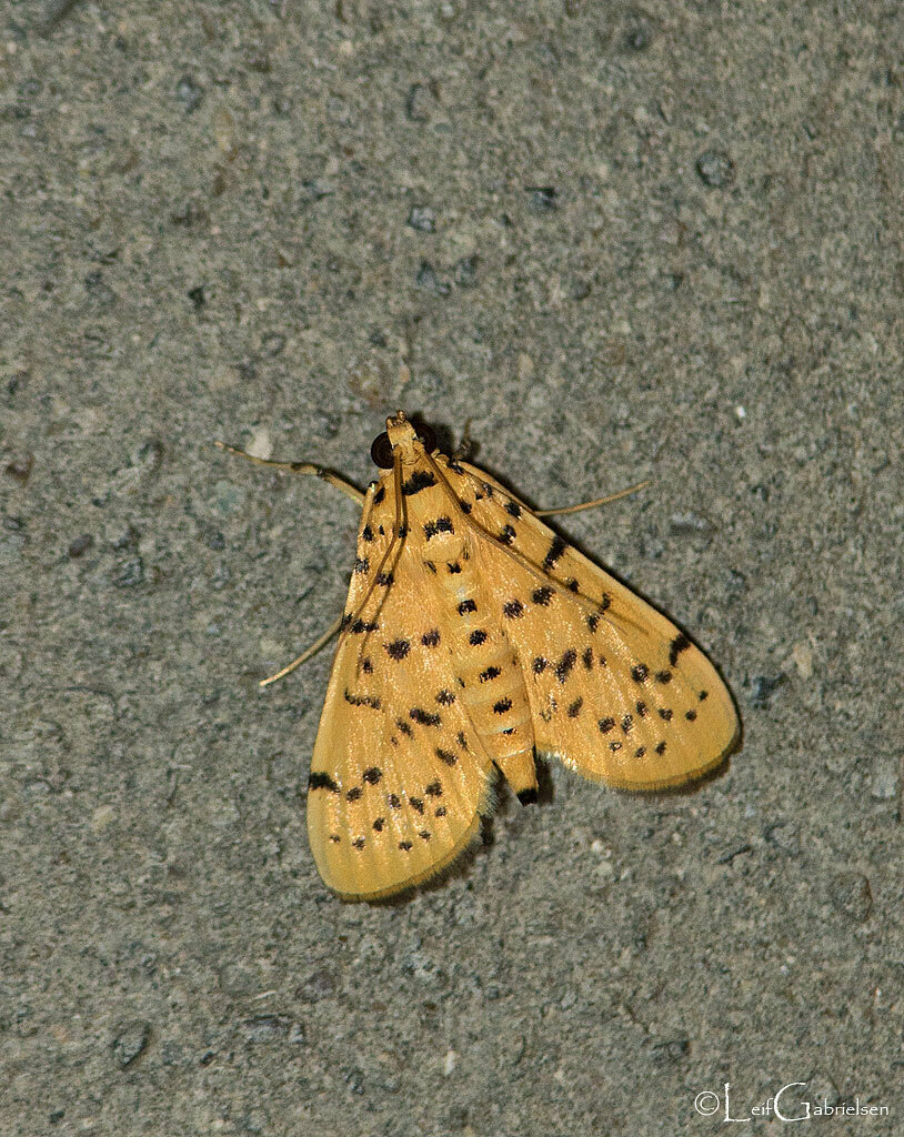 Yellow Peach Moth from Dalwangan, Malaybalay, Bukidnon, Philippines on ...