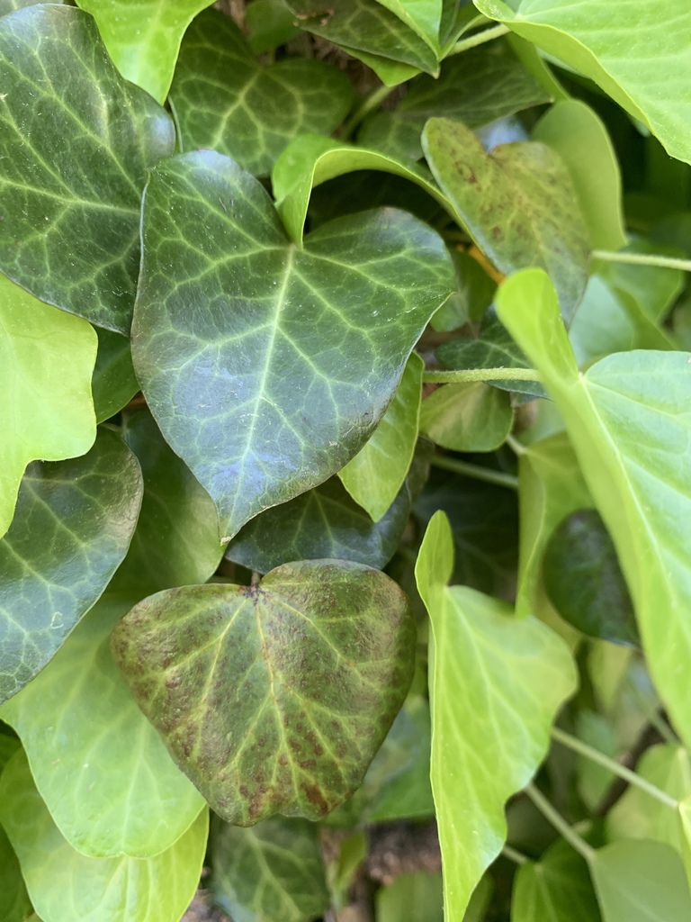 common ivy from 826 Sulphur Spring Rd, Halethorpe, MD, US on April 27 ...