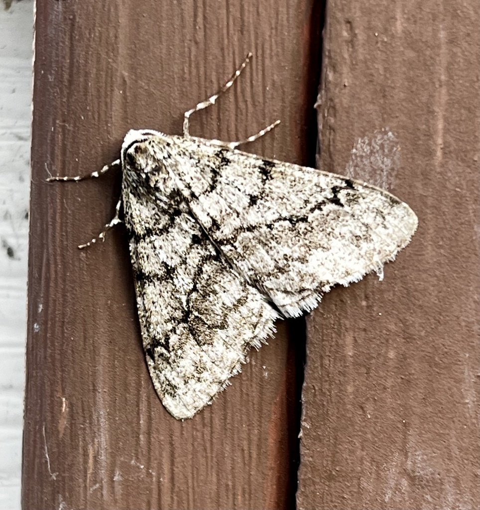 Small Phigalia Moth from Goodhue Rd, Derry, NH, US on March 31, 2024 at ...