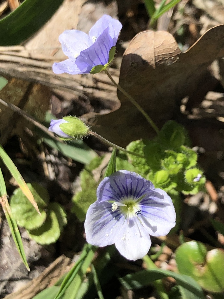 Slender speedwell from Penzberg, Bayern, DE on 31 March, 2024 at 01:02 ...