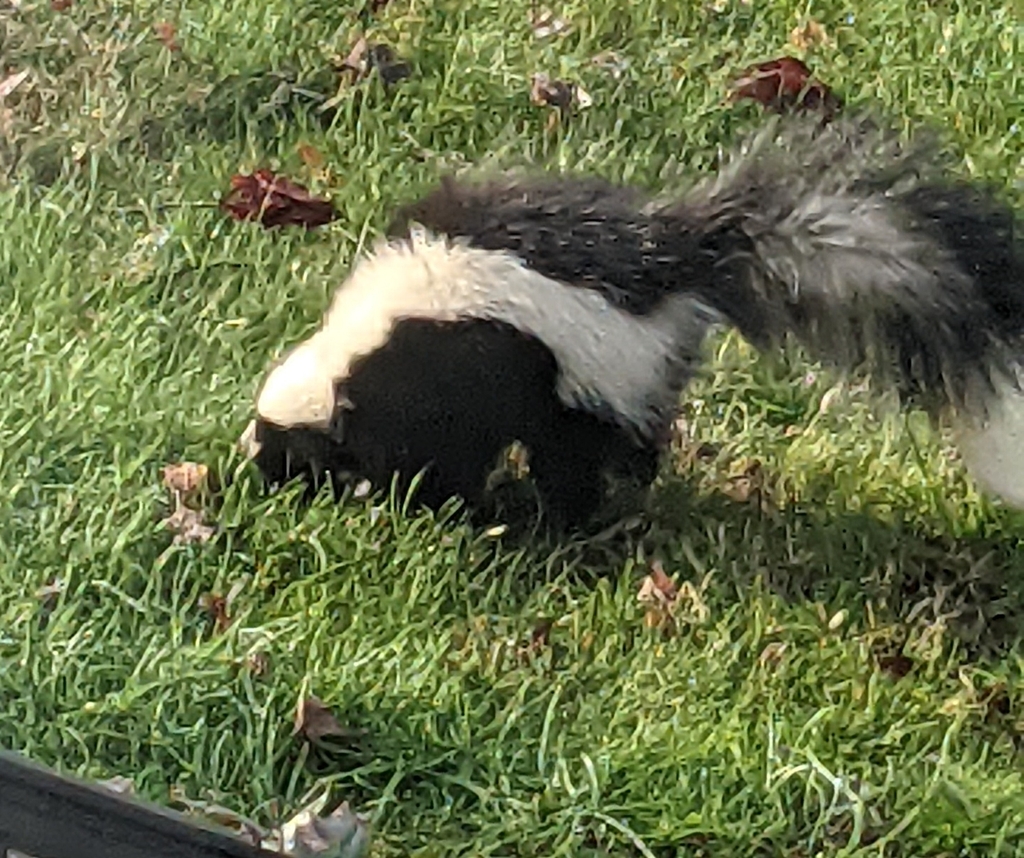 Striped Skunk from Morris, Worthington, OH 43085, USA on March 31, 2024 ...