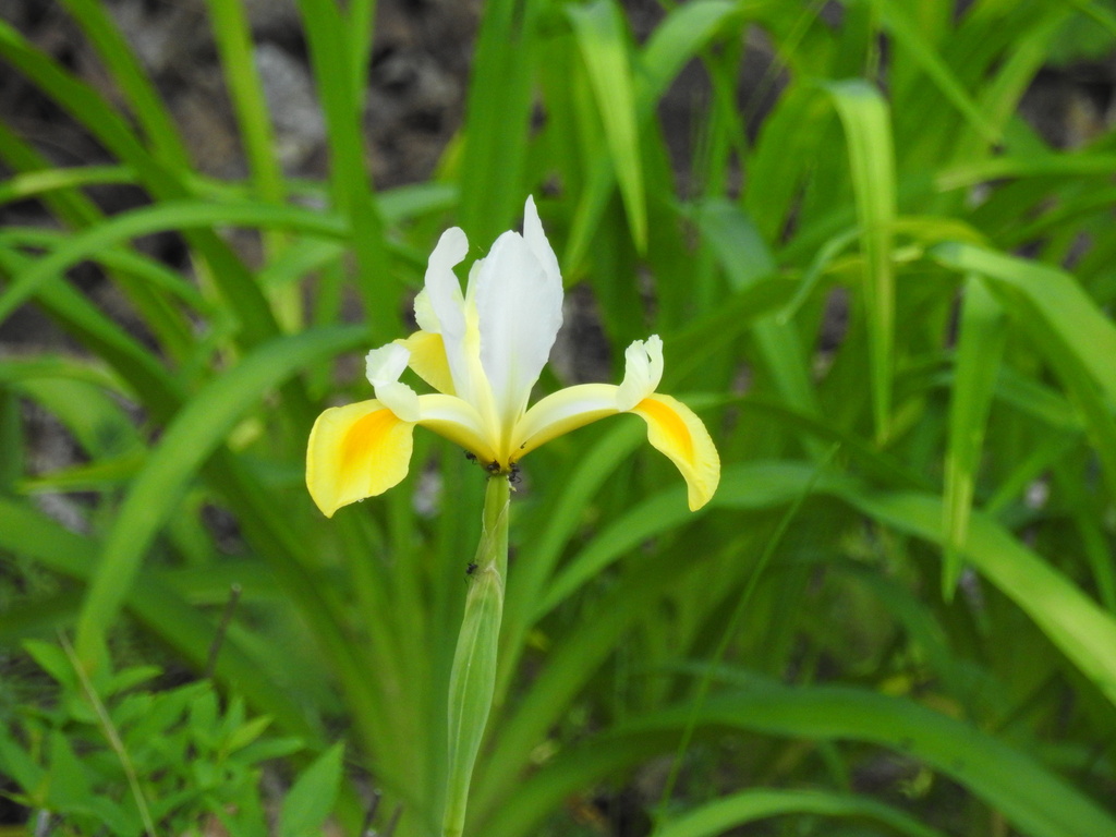Dutch iris from Lanark County, ON, Canada on June 18, 2016 at 03:55 PM ...