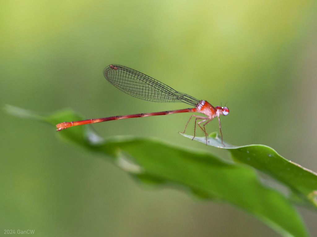 Risiocnemis praeusta in March 2024 by CheongWeei Gan · iNaturalist