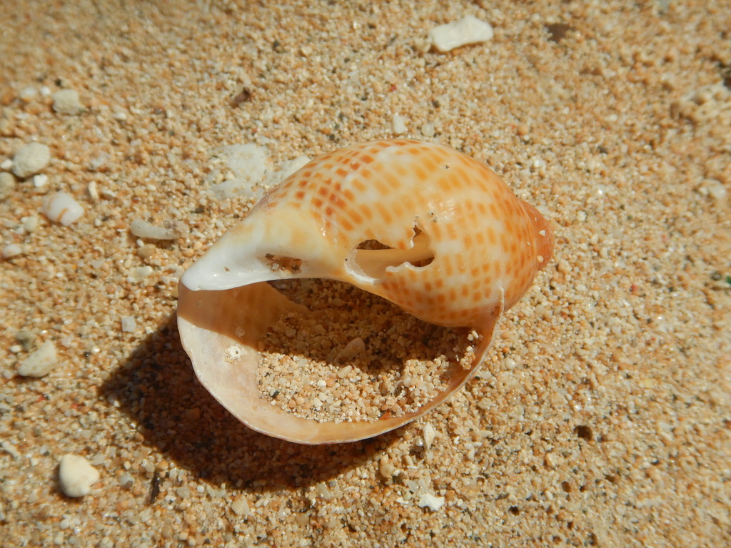 Partridge Tun Snail from Ba, Western, Fiji on August 19, 2023 at 03:39 ...