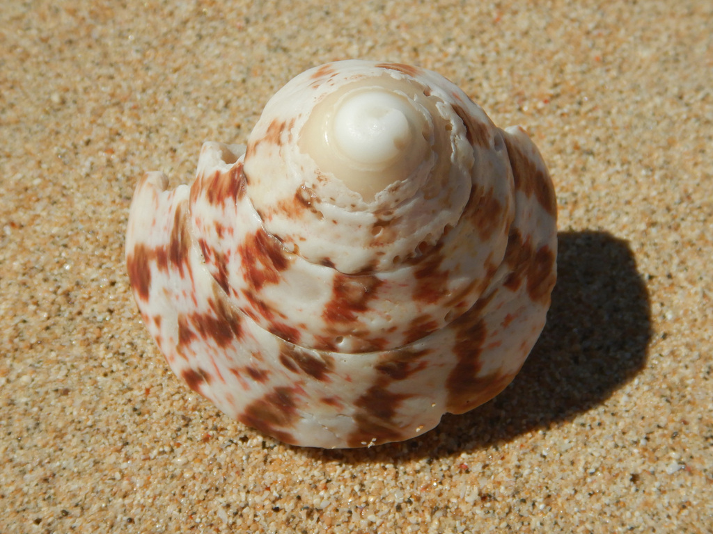 Commercial Top Shell from Ba, Western, Fiji on August 18, 2023 at 02:00 ...