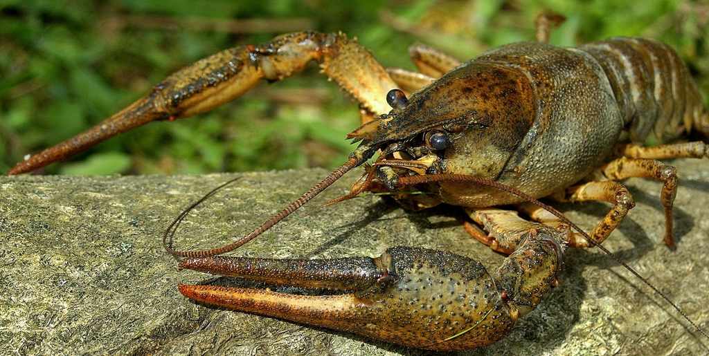 Turkish Crayfish from Arnavutköy/İstanbul, Türkiye on April 17, 2012 at ...