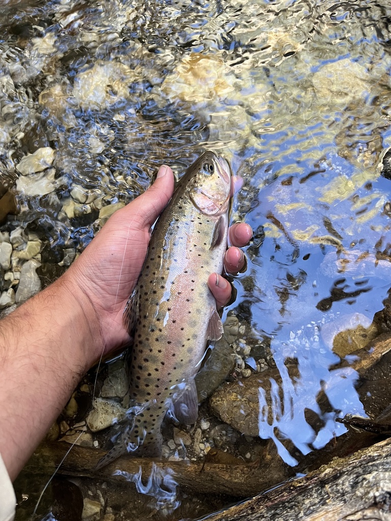 Humboldt Cutthroat Trout (Oncorhynchus henshawi humboldtensis) - Marine ...