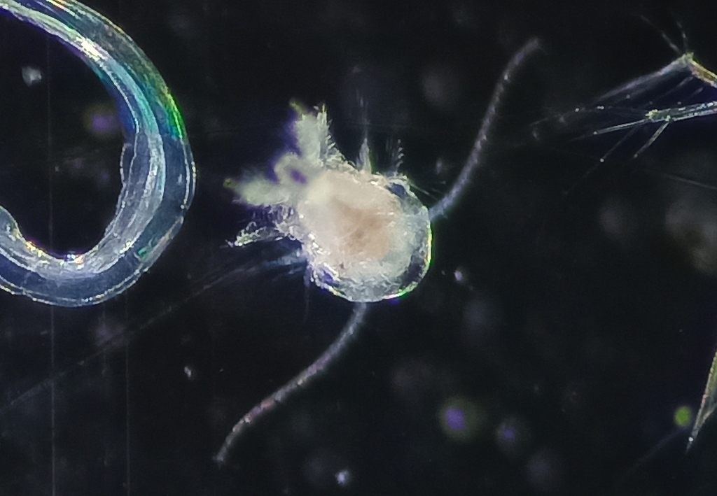 Temora turbinata from Pitangueiras, São Sebastião - SP, Brazil on March ...